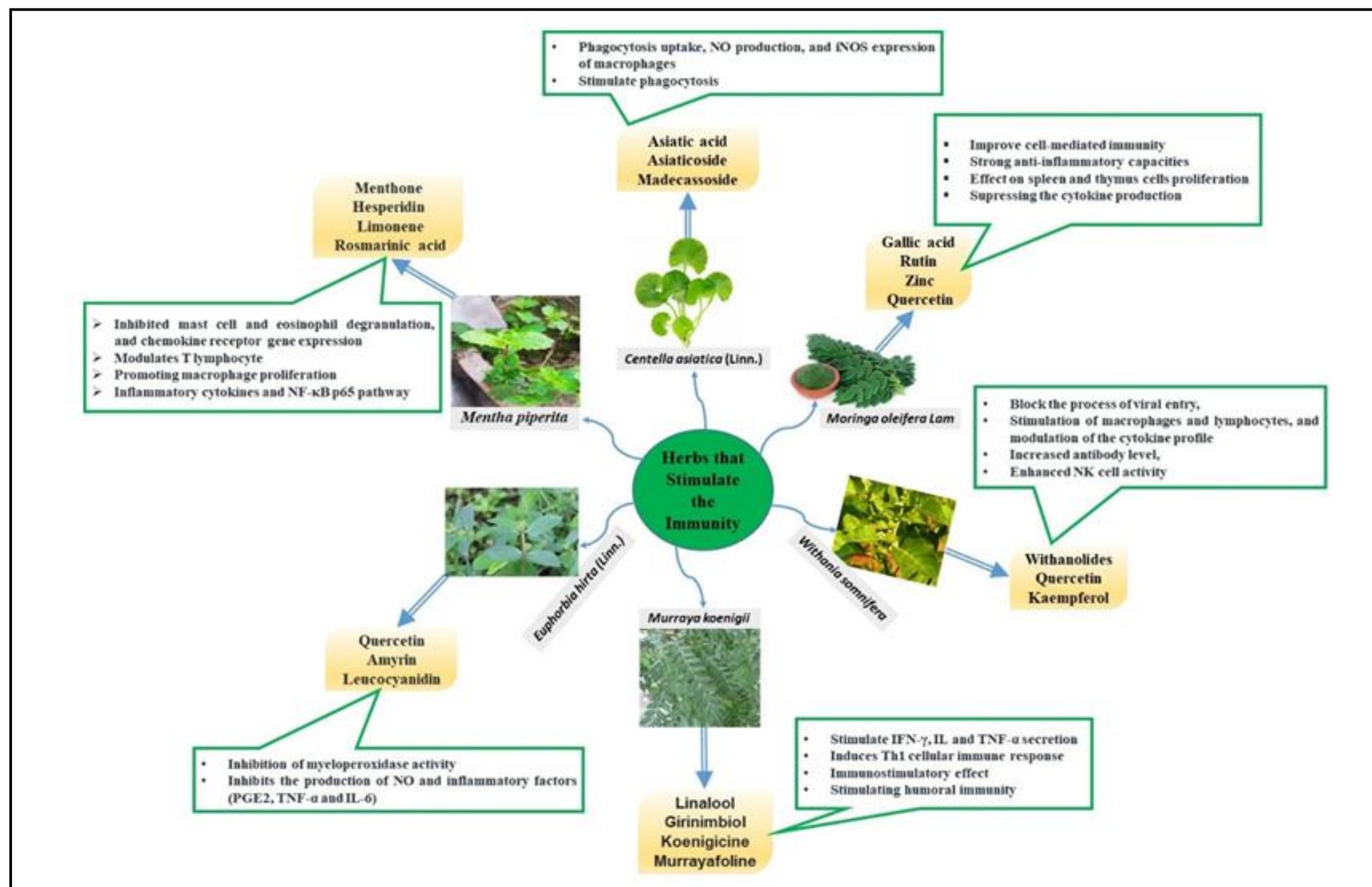 Diagrammatic overview of the immune-stimulatory effects of
