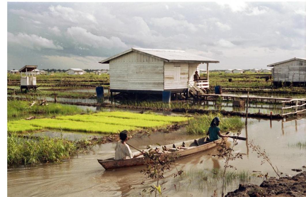 Figure 3 - Carbon Bomb: Indonesia's Failed Mega Rice Project